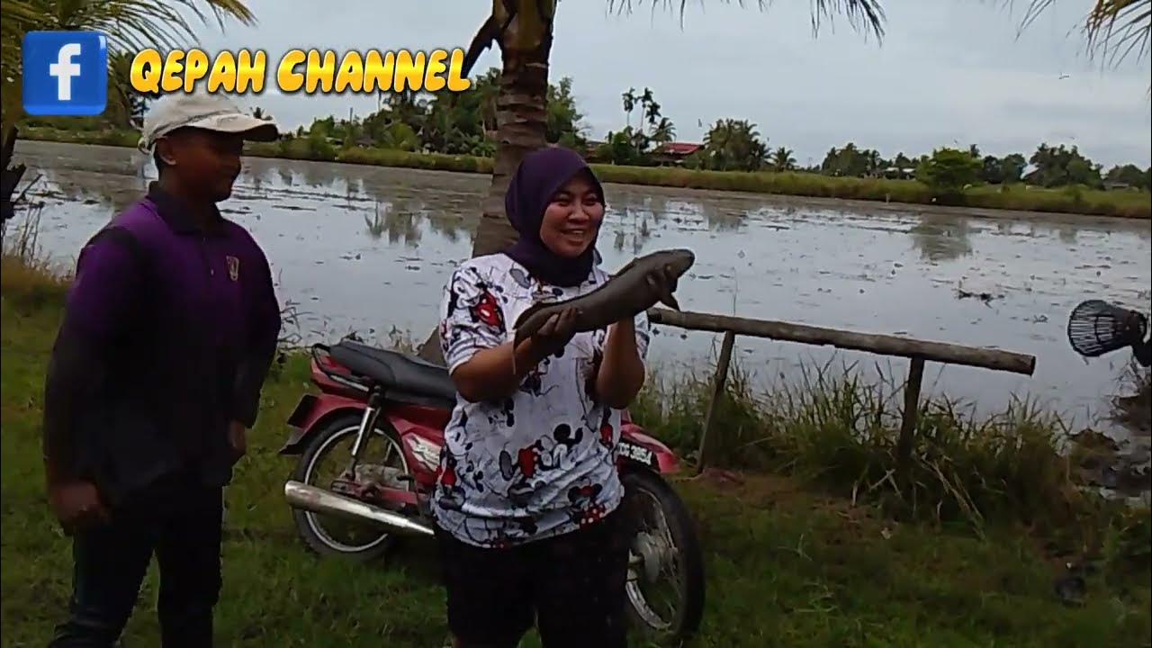 Serkap ikan di bendang/sawah - YouTube