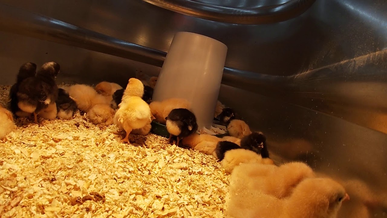 Poultry in Motion - YouTube