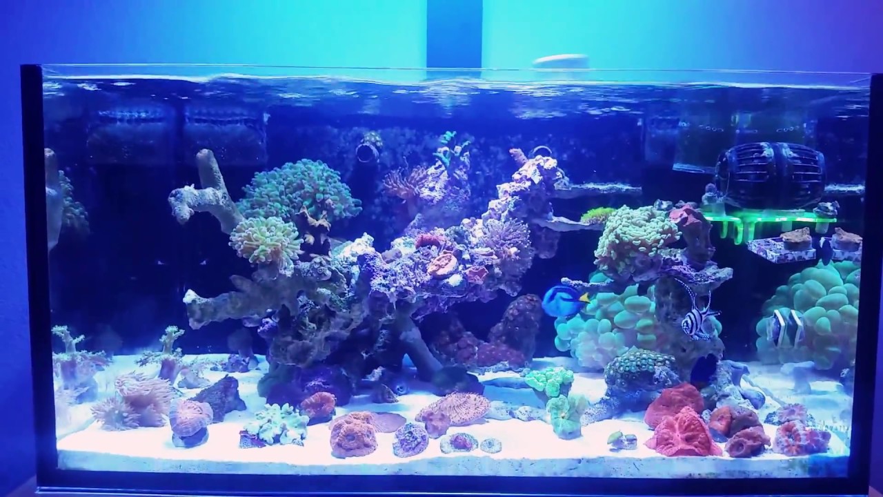 Innovative marine fusion lagoon 25 gallon aquascape! - YouTube
