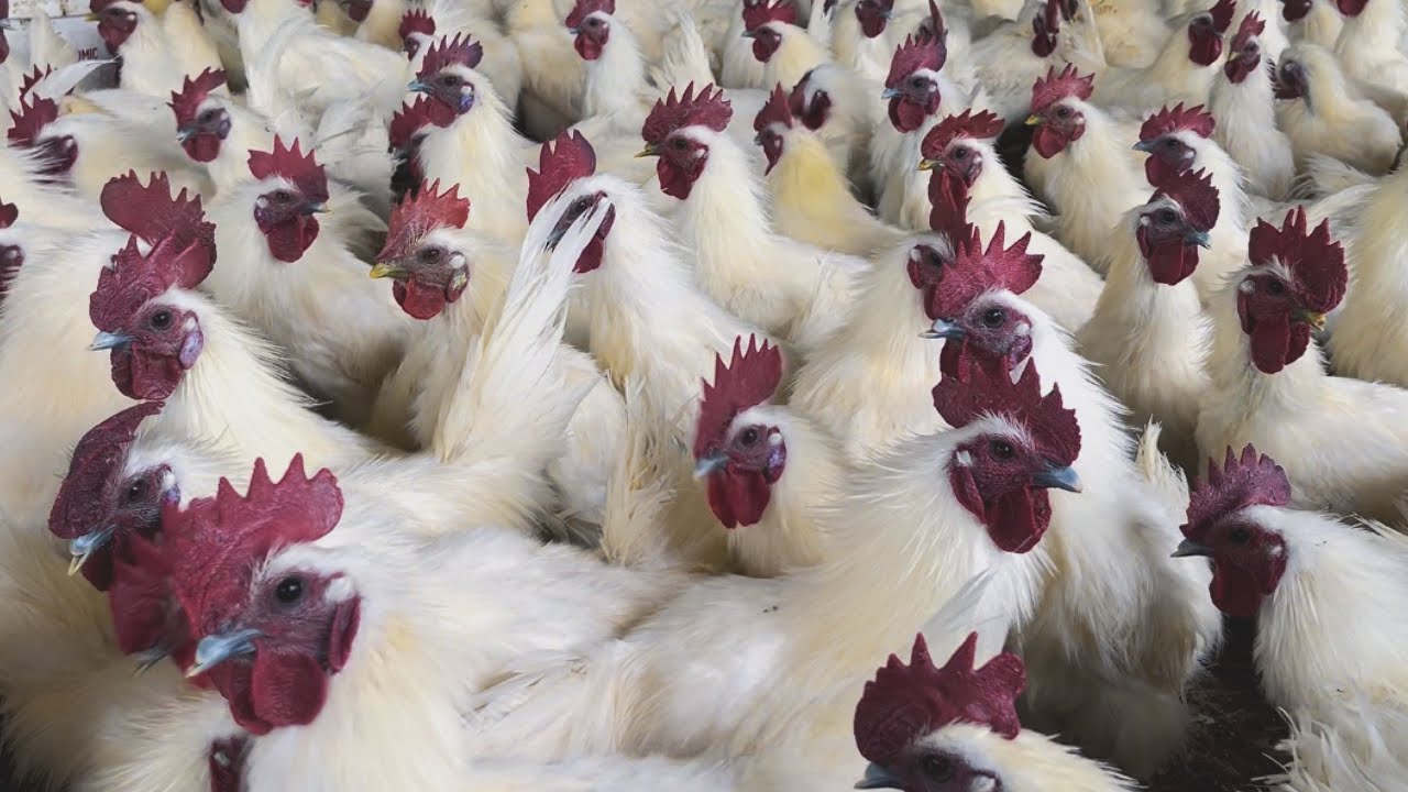 The best native chicken farmer ! Reasons Why It's Good to Invest in ...