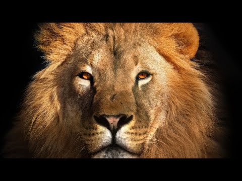 Ek BHOOKHA SHER..... - YouTube