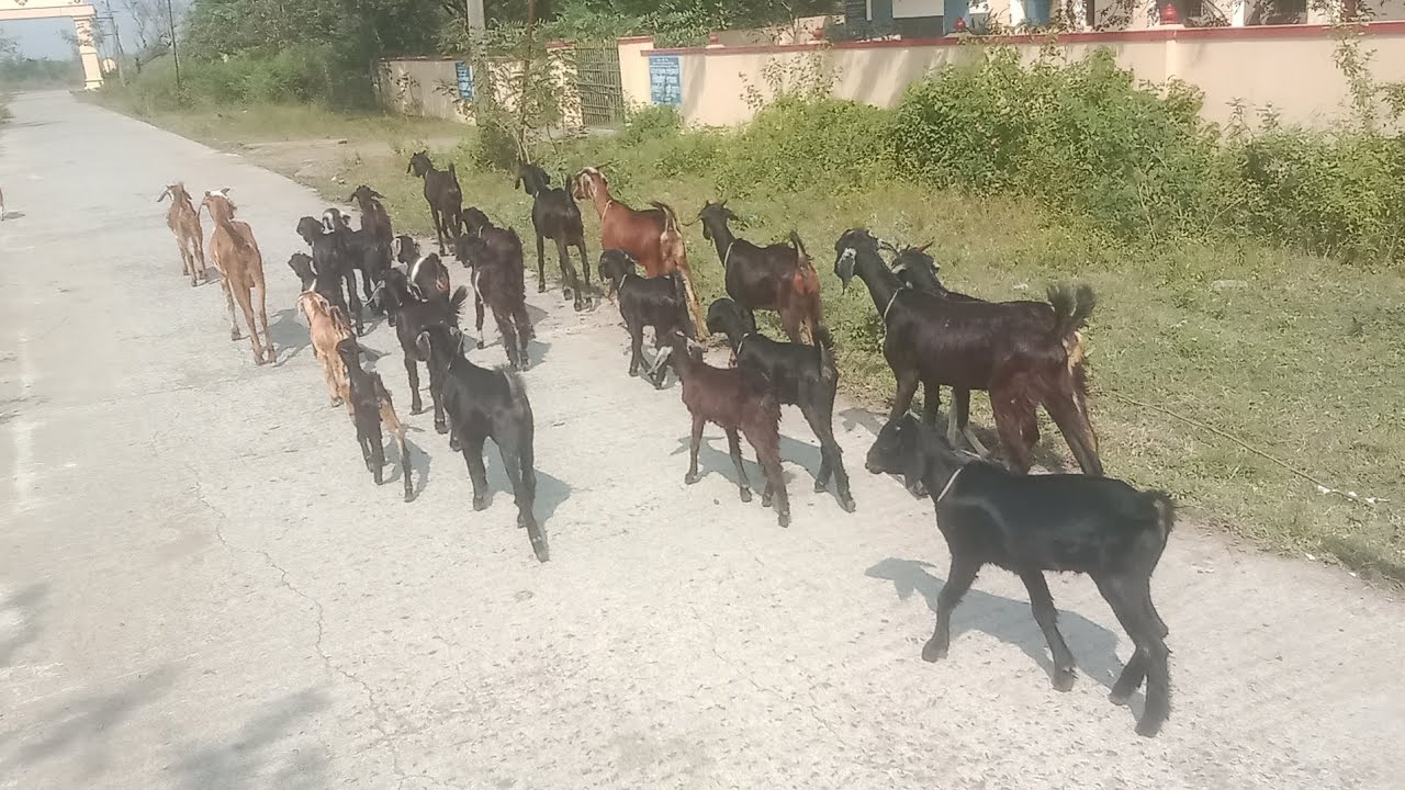 மேய்ச்சலுக்கு போகிறேம் தொப்புக்குல்🦙 main chalakku pogiren top cool🌴🌿🐏🐐 ...