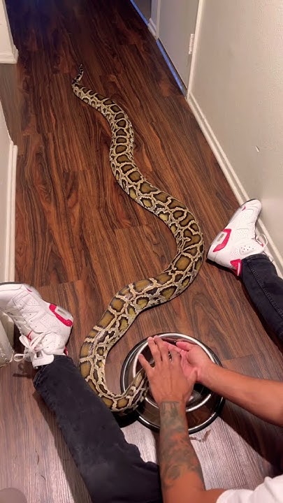 My Giant Burmese Python Loves Drinking From My Hand, Must See Video! 🤩🐍 ...