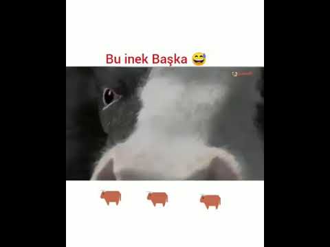 İnek Karete yaparsa izleyin gülmekten öldüm