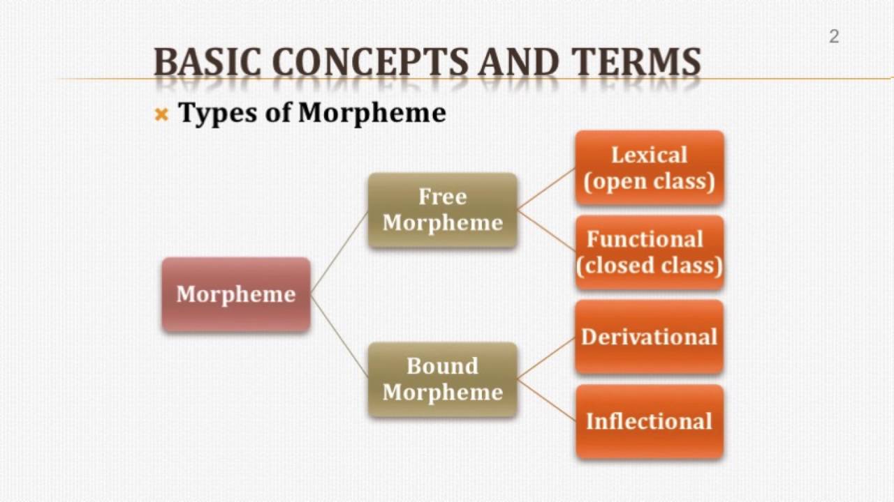 Introduction to Linguistics (II): Morphology 1 - YouTube