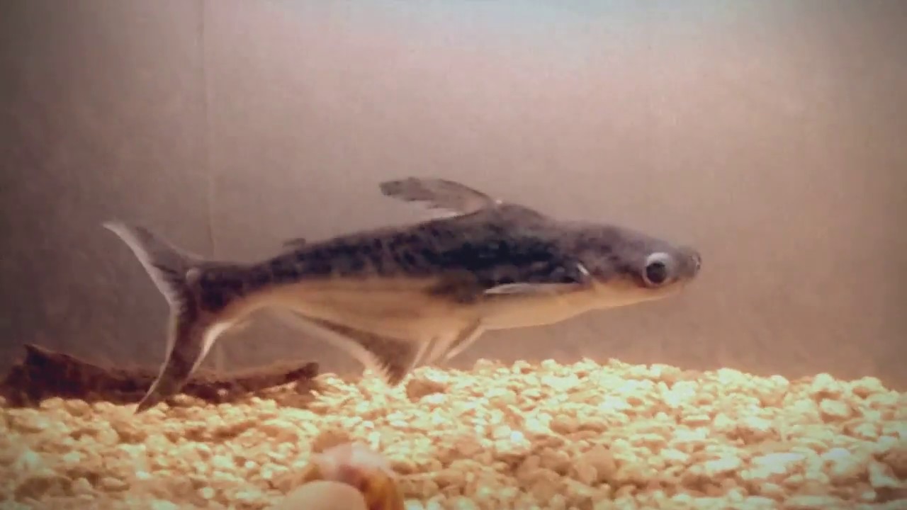 Hammerhead Aquarium fish eats noodles? - YouTube