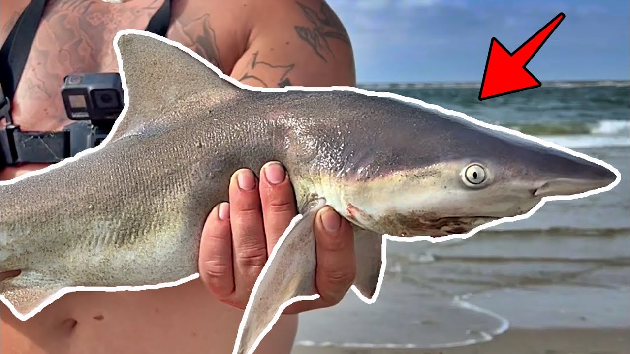 Outer Banks Surf Fishing for SHARKS!! - YouTube