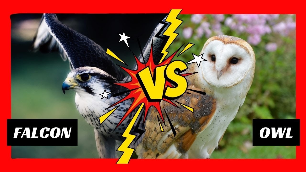 Masters of the Sky : Falcons vs. Owls - Nighttime Hunters - YouTube