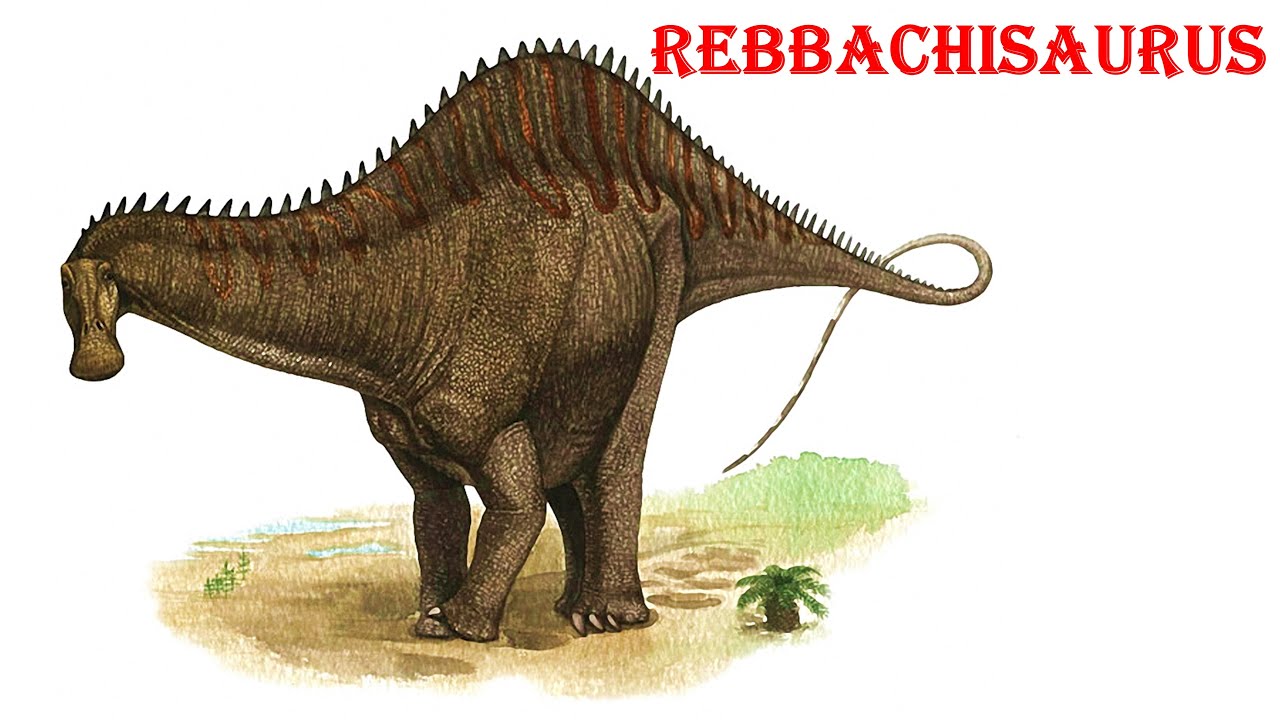 Rebbachisaurus - YouTube
