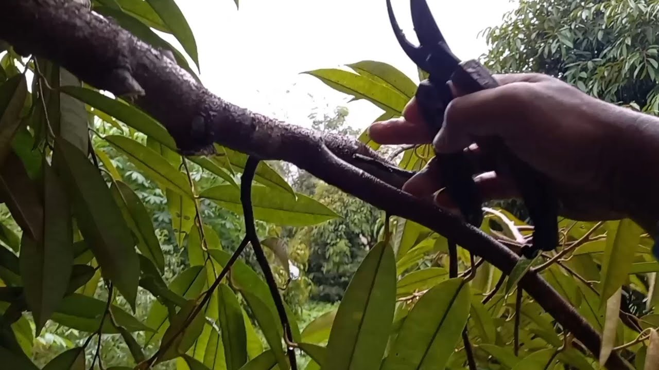 Pruning durian di musim hujan #durian #durianmusangking #pruning # ...