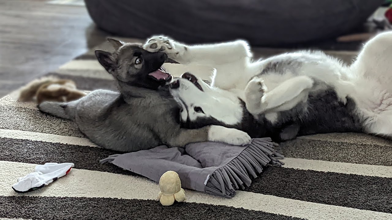 Learning to PLAY With the Husky Puppy! - YouTube