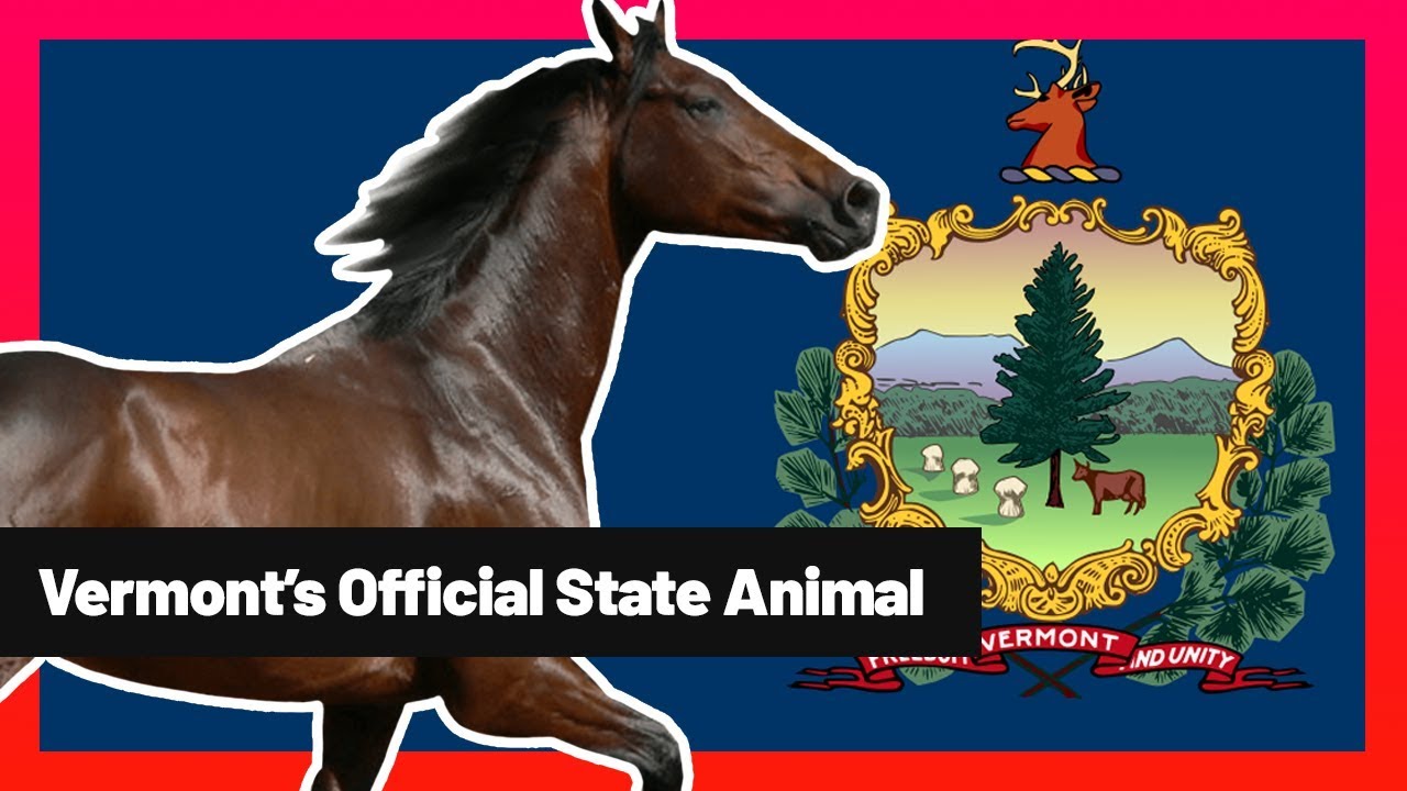 The Morgan Horse: Vermont's Official State Animal | OLLI Lecture - YouTube