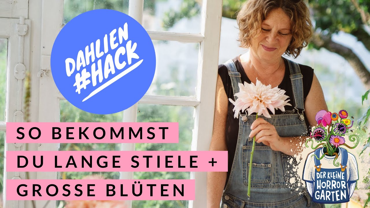 Dahlien - lange Stiele, große Blüten - mit diesem einfachen Trick I der ...