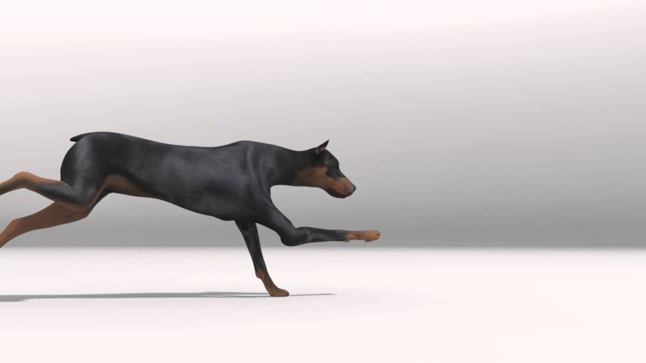 Quadruped Animation sequence : the doberman - YouTube
