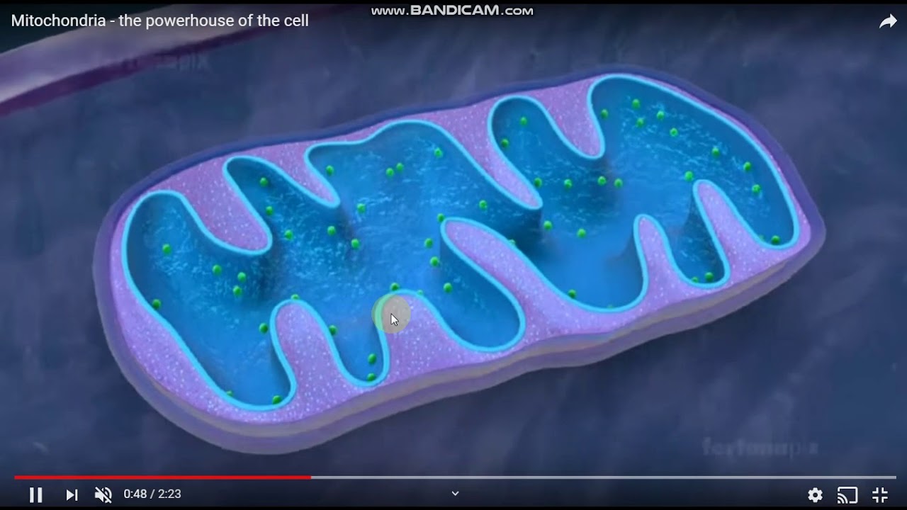 Ćelijske organele: mitohondrije - YouTube