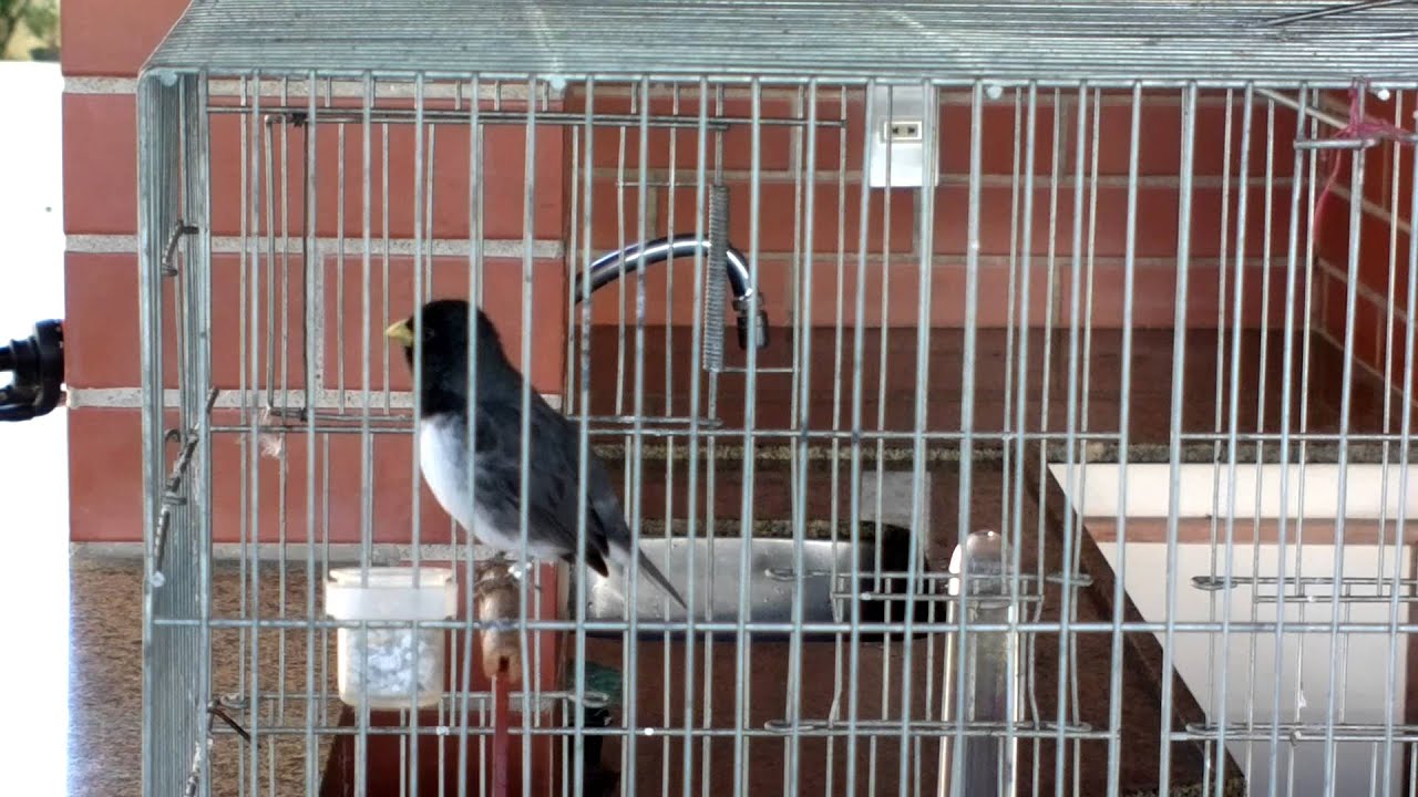 coleiro macaco rapido mais de 30 cantos - YouTube