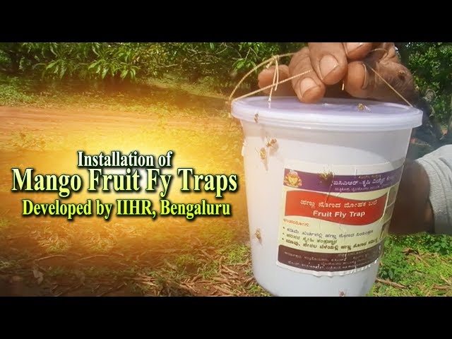 Mango Fruit Fly Trap