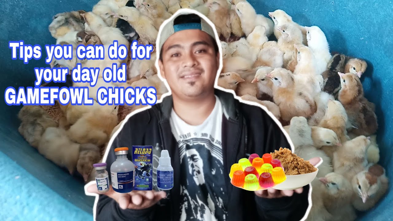 TIPS FOR YOUR GAMEFOWL CHICK | USING RELOAD PLUS, BROWN SUGAR, JELLY ...