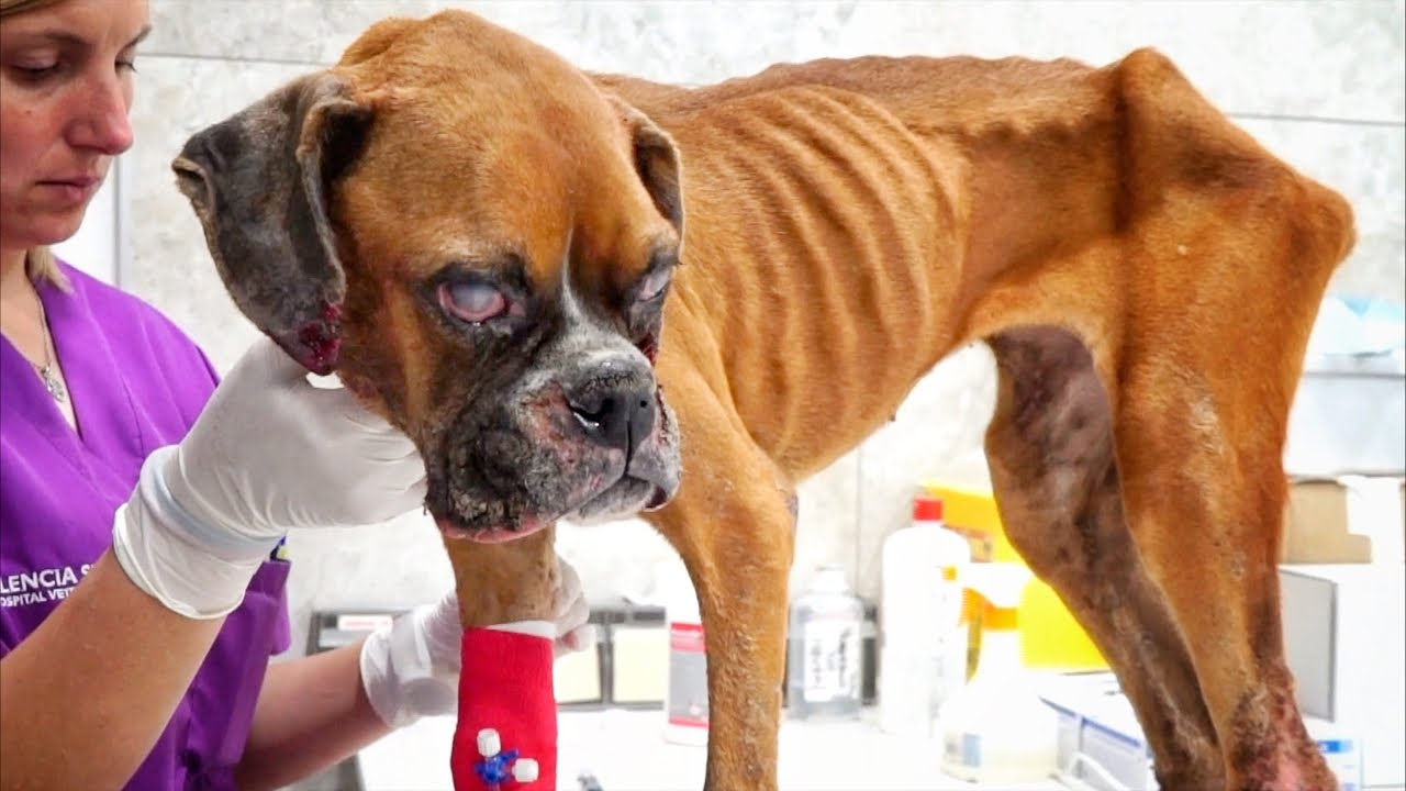 LIVE 🔴 Our view on animal trauma ! - YouTube