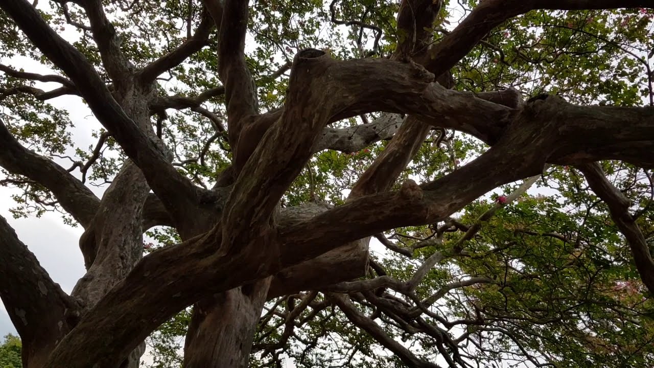 How the two branches are connected to one [ 배롱나무의 연리지 ] - YouTube