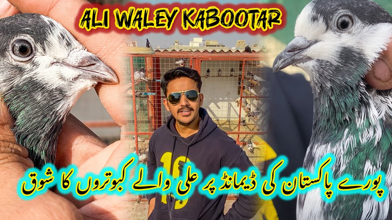 Ali WALEY kabutar banane ka tarika || Ali WALEY kabootar ki pehchan ...