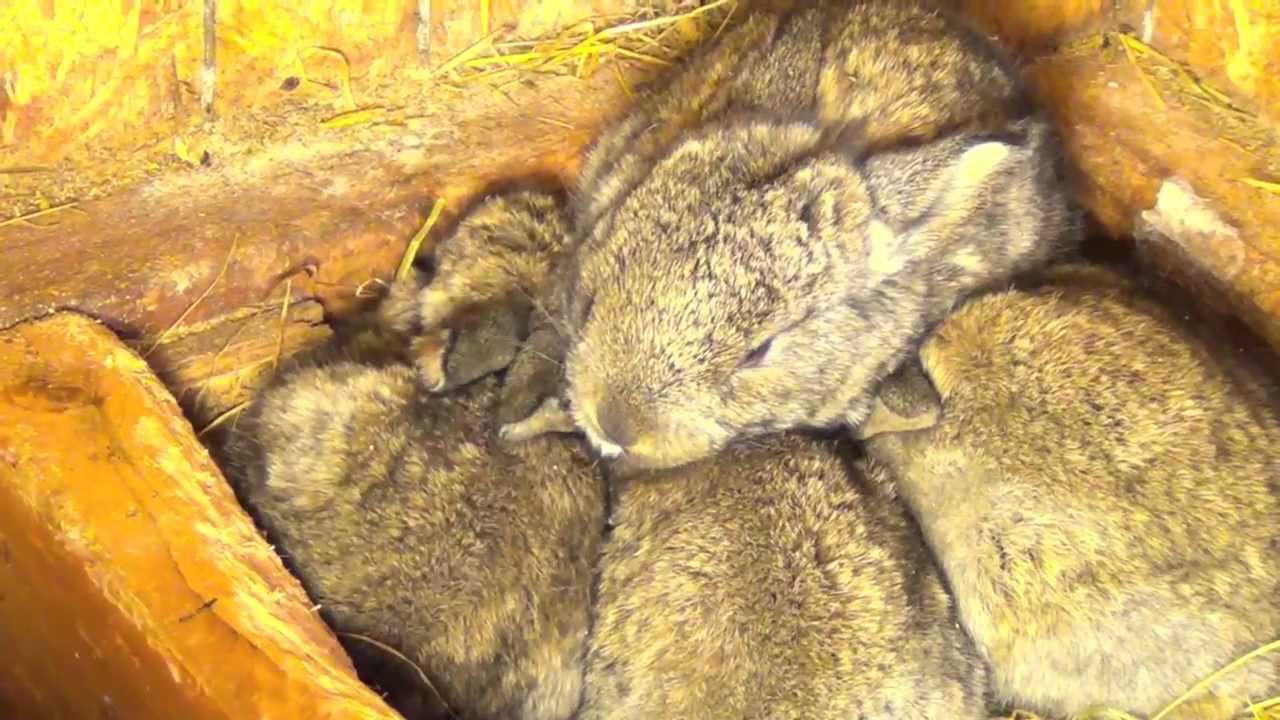 My very cute baby bunny rabbits - 1 week age - YouTube