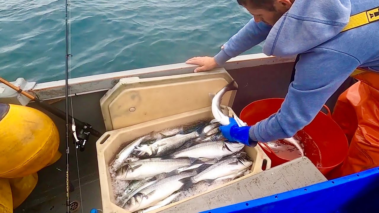 COMMERCIAL MACKEREL & BASS FISHING - Catch Clean Cook - YouTube