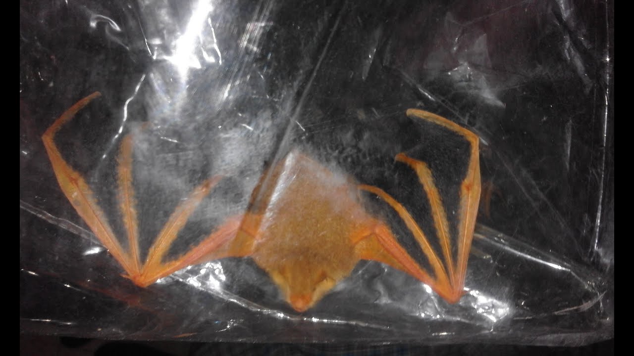 different colour bats || found in bangalore - YouTube