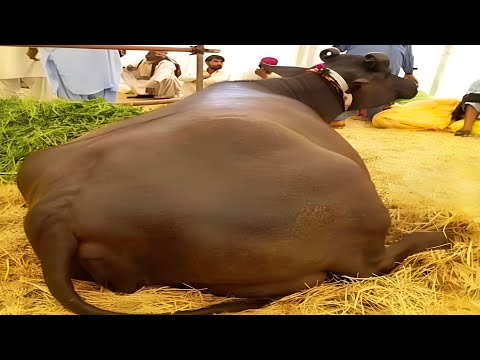 India's No 1 Highest Milking Banni  Buffalo Full Documentary || Most Beautiful Buffalo Breed