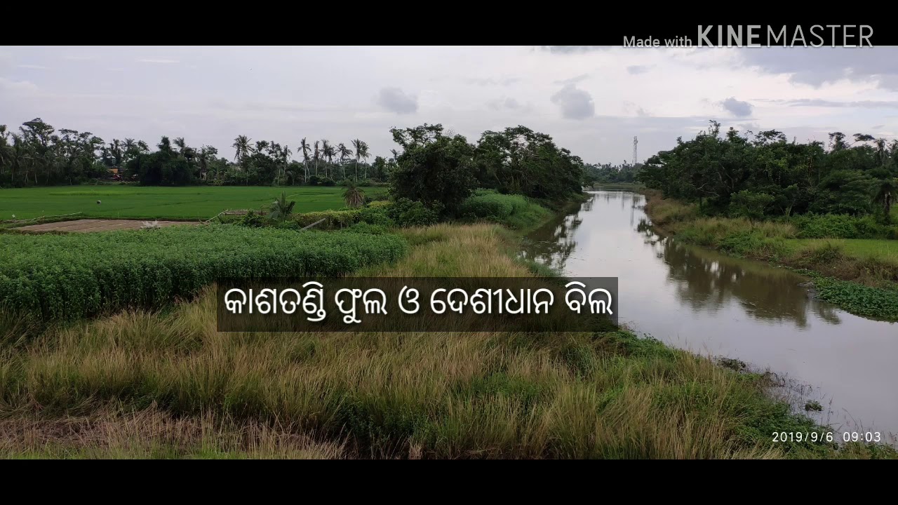 Indigenous paddy field and Kashatandi flower (କାଶତଣ୍ଡୀ ଫୁଲ ଓ ଦେଶୀ ଧାନ ...