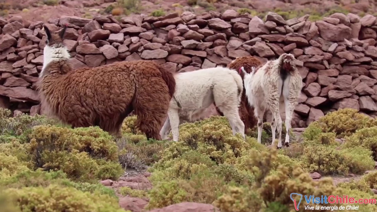 Geyser Del Tatio - YouTube