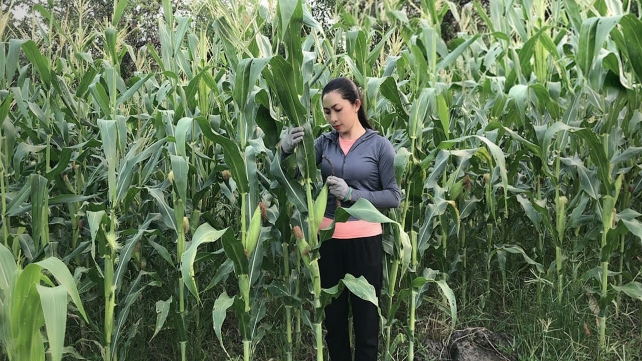 raising goats, growing corn to sell at the market | free life farming ...