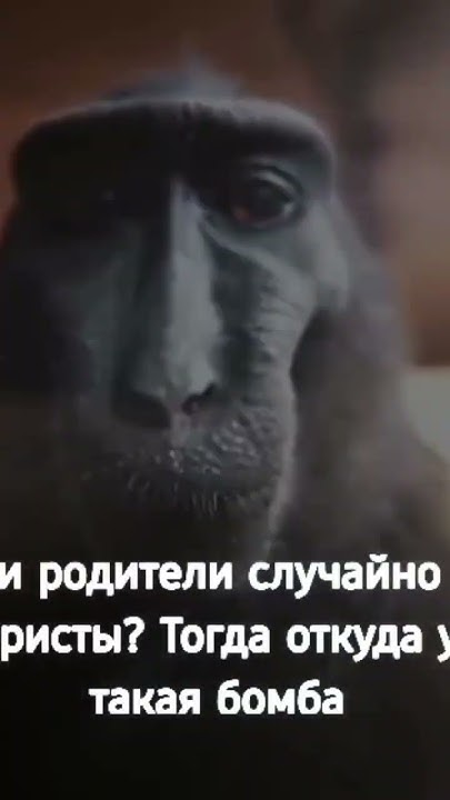 твои родители случайно не террористы? - YouTube