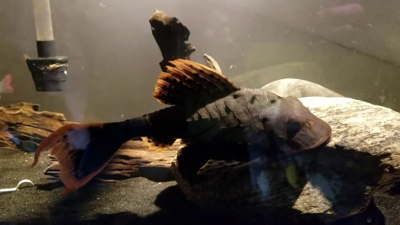 L095 Pleco - YouTube
