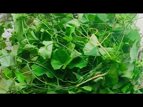 ডায়বেটিস এর মহাষৌধ,,,তেলাকচু শাকের রেসিপি? telakochu shaker recipe ...