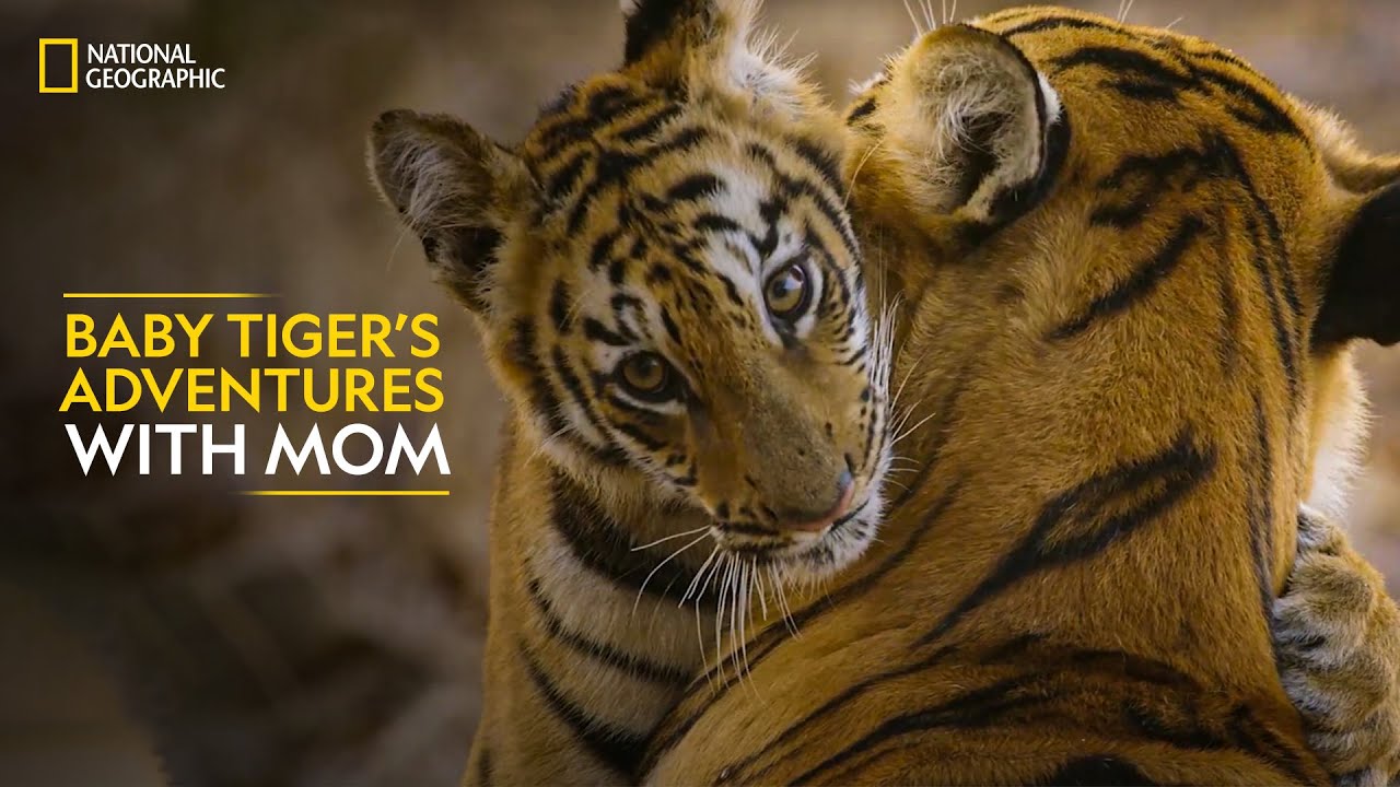 Baby Tiger’s Adventures with Mom | #InternationalTigerDay - YouTube