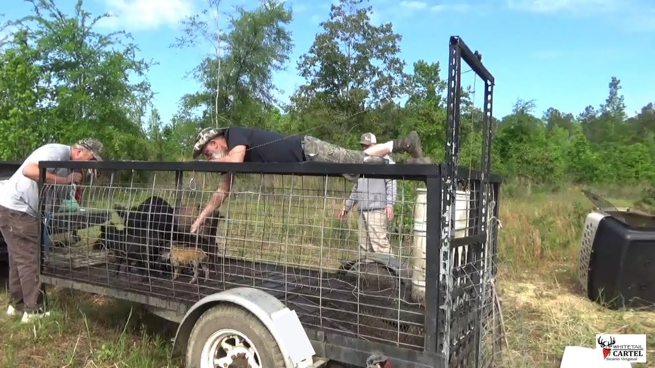 Another Pig Brig Catch & Load : Gotta Separate The Babies!!! - YouTube