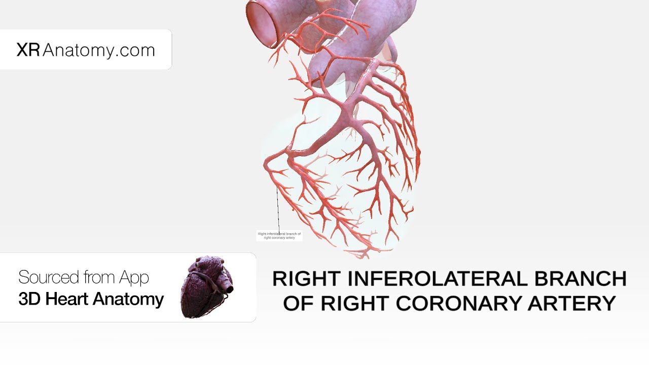 Right inferolateral branch of right coronary artery - YouTube