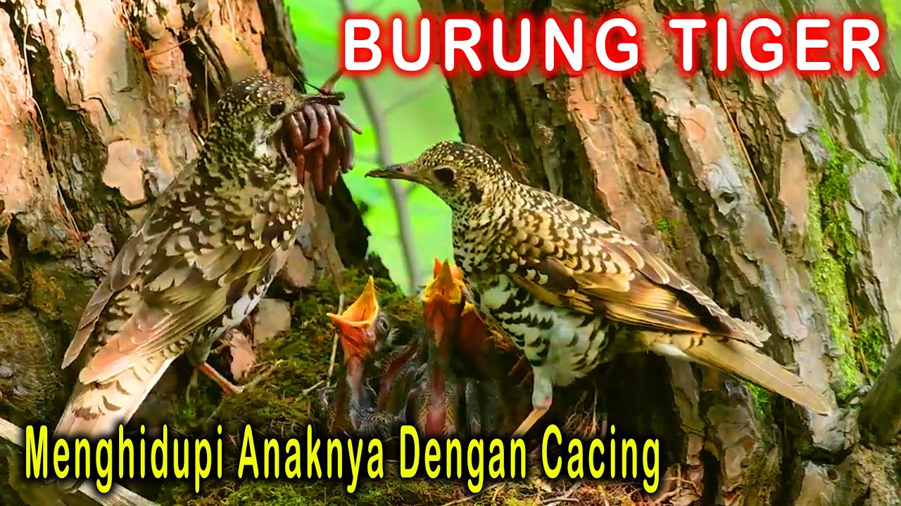 BURUNG TIGER PREDATOR CACING Meloloh Anaknya Dengan Cacing Tanah - YouTube