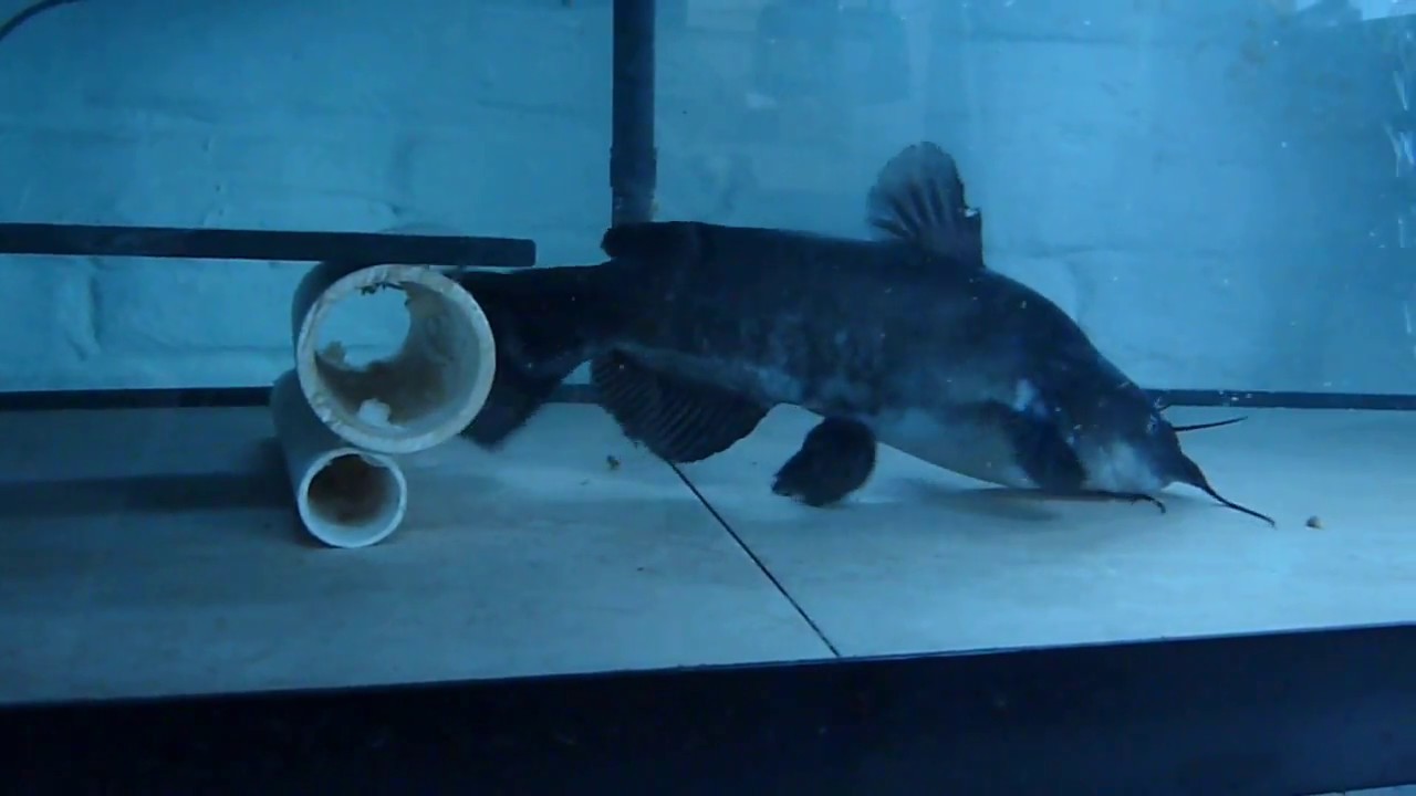 Black Bullhead Aquarium Feeding - YouTube