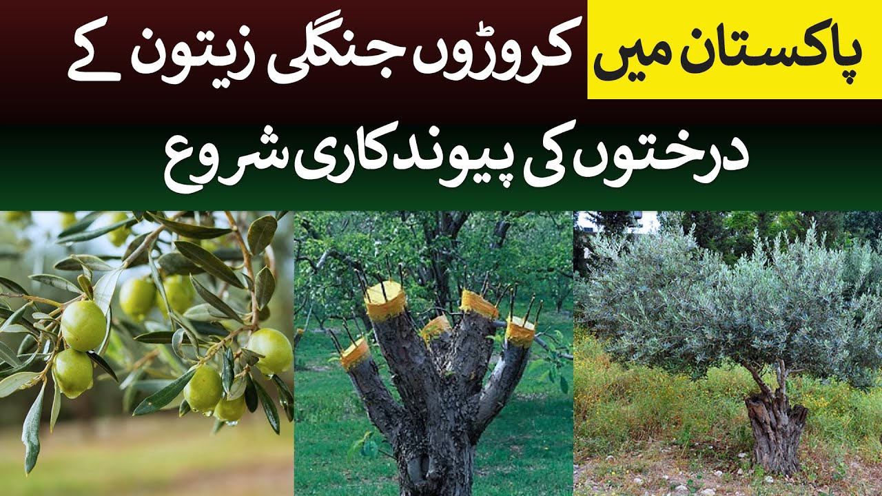 Pakistan grafting millions of Wild Olive Trees | Rich Pakistan - YouTube