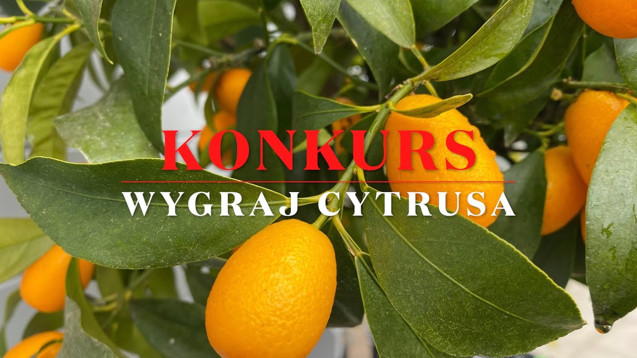 Odc. 180 - Jak zacząć przygodę z cytrusami. KONKURS. Można wygrać ...