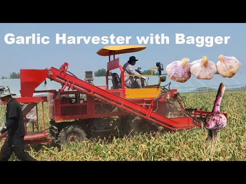Self Propelled Garlic Harvester with Bagger for Stem Cutted Garlic Bulb ...