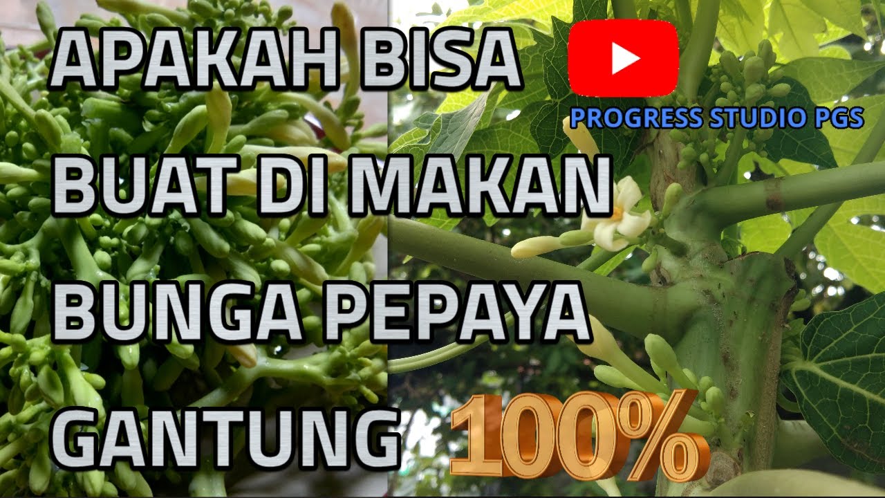 Memasak bunga pepaya gantung muda - YouTube