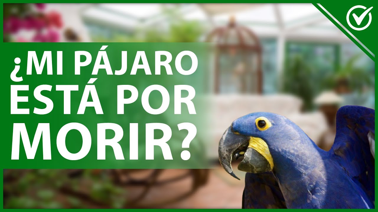 🐦 ¿Cómo SABER si mi PÁJARO está por MORIR? - Síntomas y comportamiento ...