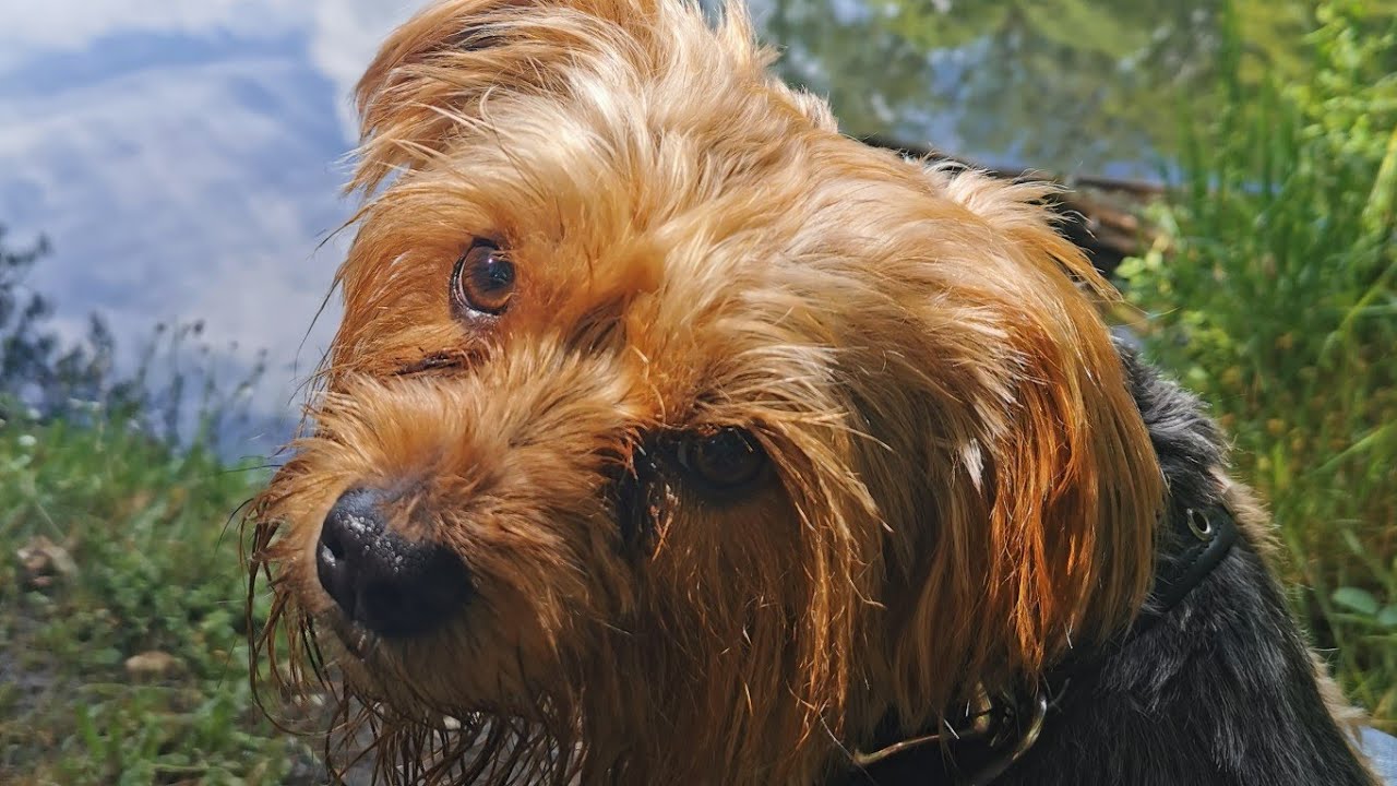 An ode to the pipe smoking community - with Max the Yorkie - YouTube