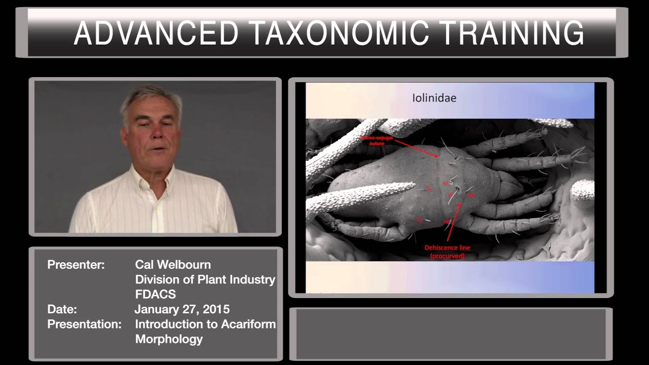 Introduction to Acariform Morphology - YouTube