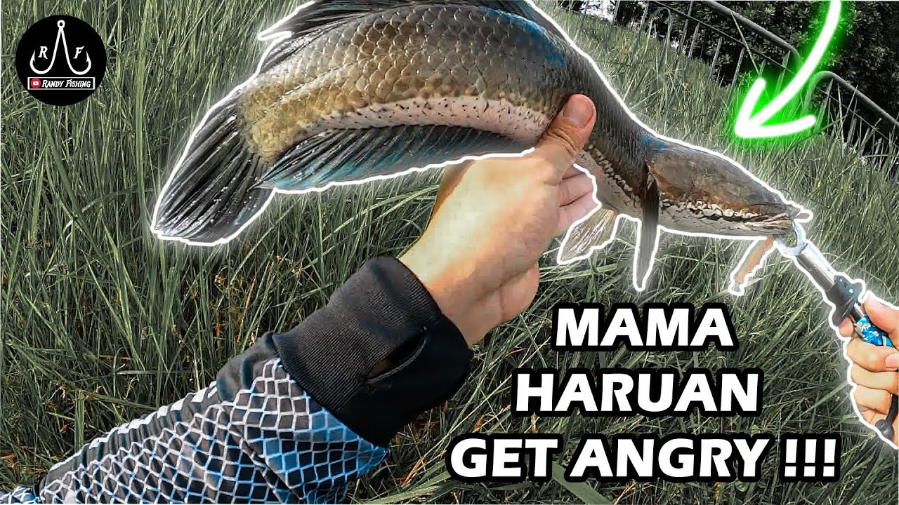MAMA HARUAN don't like my lure close to her babies !!! - Episode 8 ...