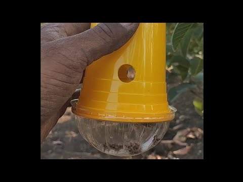 फळ माशी नियंत्रण | Pheromone trap| fal mashi | trapfruit fly control # ...