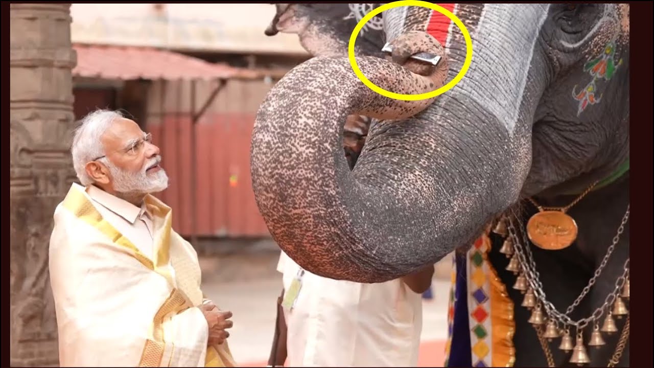 Unbelievable | Elephant Played Harmonica for PM Modi. - YouTube